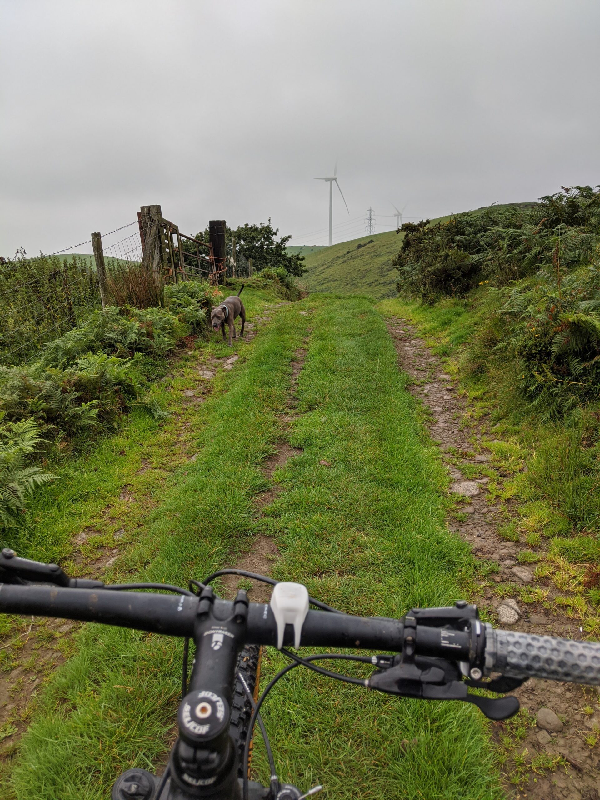 How to make your dog the ultimate riding buddy - Pedal Cover