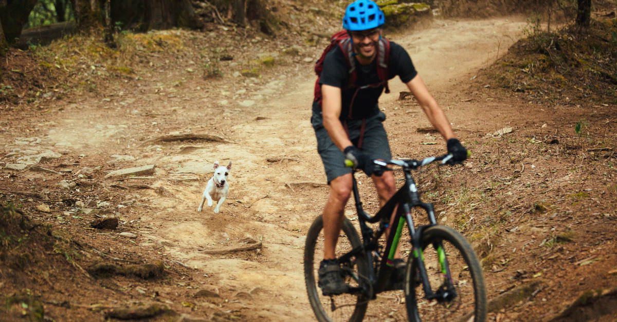 How to make your dog the ultimate riding buddy - Pedal Cover